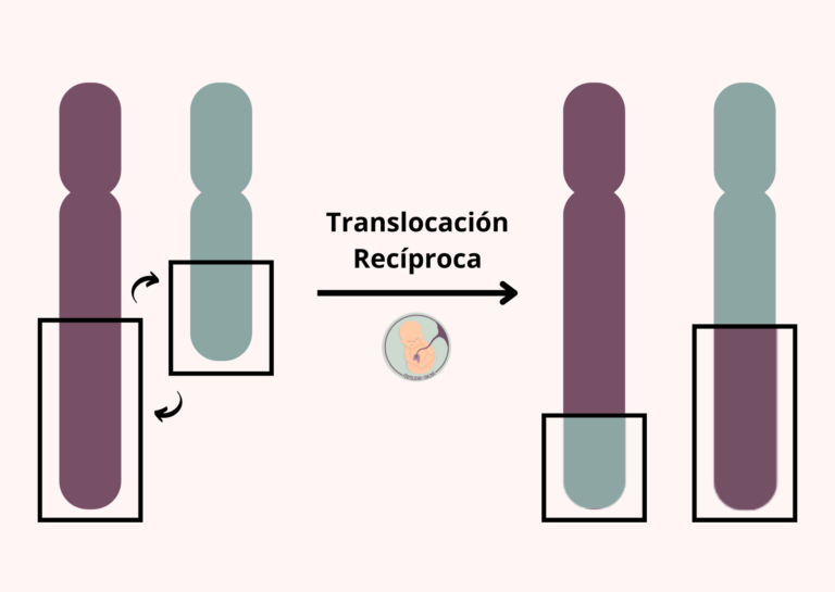 Genética e Infertilidad: Translocaciones Cromosómicas - Fertilidad Online